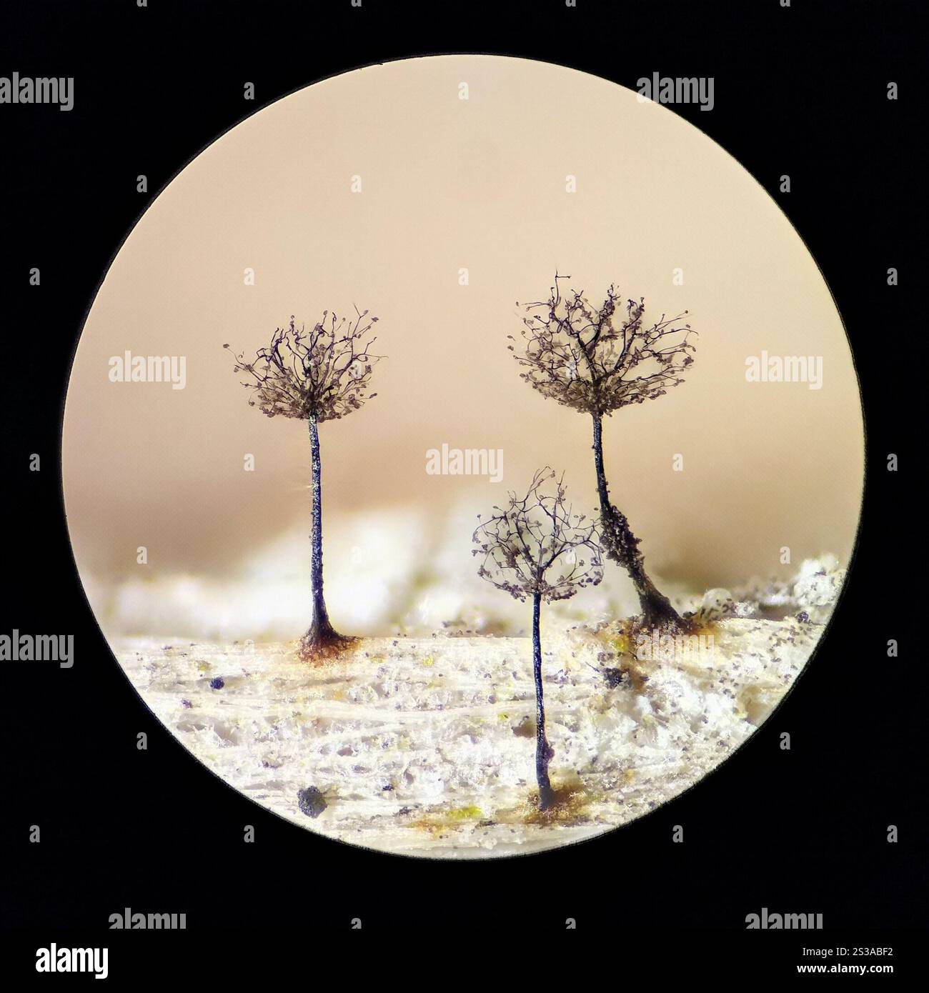 Acanthodes hi-res stock photography and images - Alamy