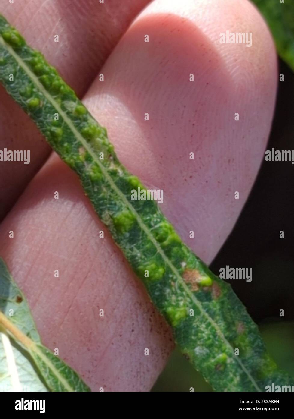 Willow Bead Gall Mite (Aculus tetanothrix Stock Photo - Alamy