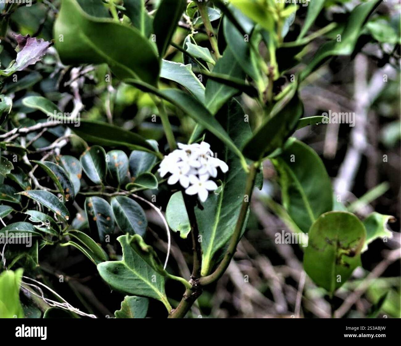 Poison Bushes (Acokanthera Stock Photo - Alamy