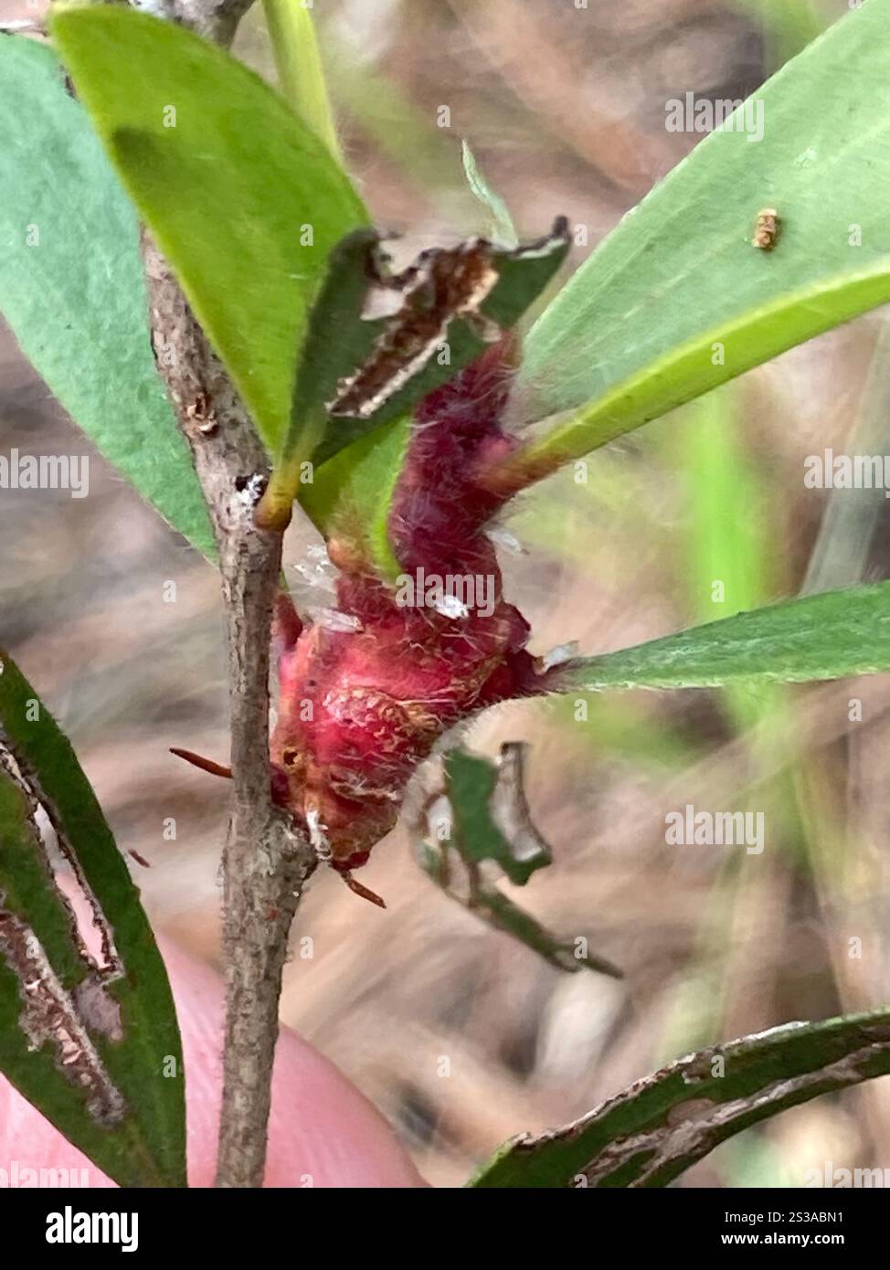 Broad-leaved paperbark (Melaleuca quinquenervia Stock Photo - Alamy