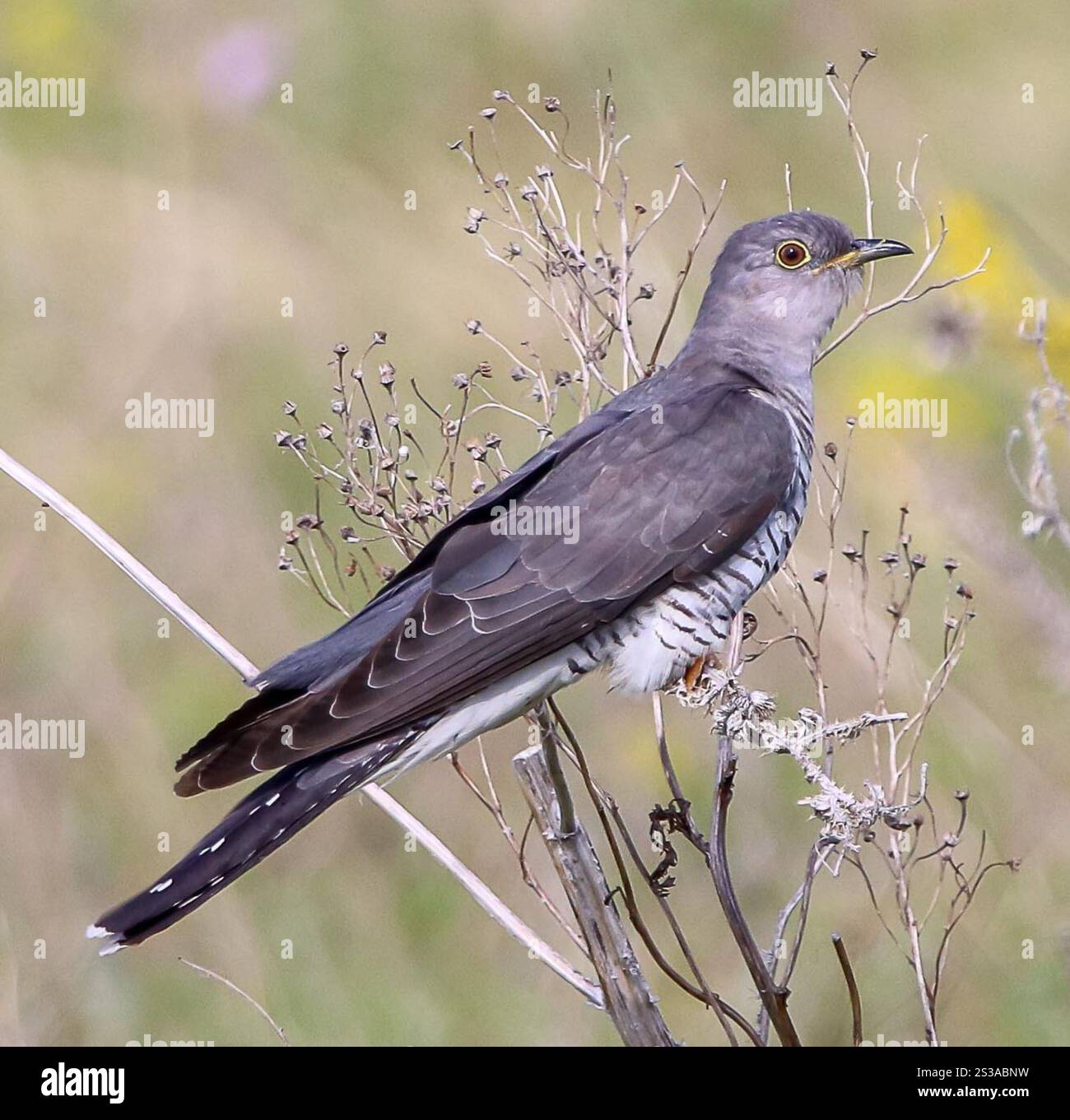 Common Cuckoo (Cuculus canorus Stock Photo - Alamy