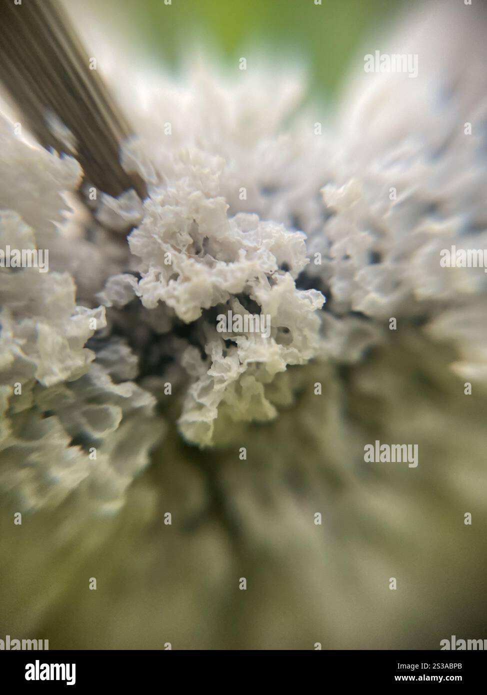 Dog Sick Slime Mould (Didymium spongiosum Stock Photo - Alamy