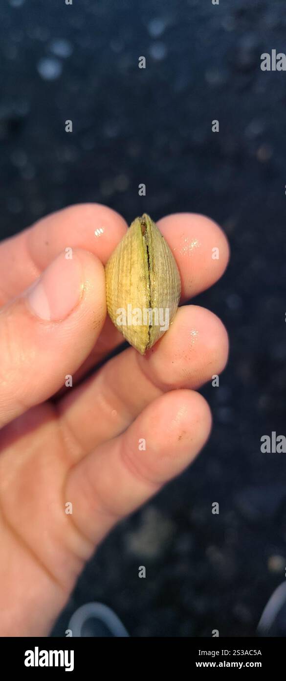 New Zealand Cockle (Austrovenus stutchburyi Stock Photo - Alamy