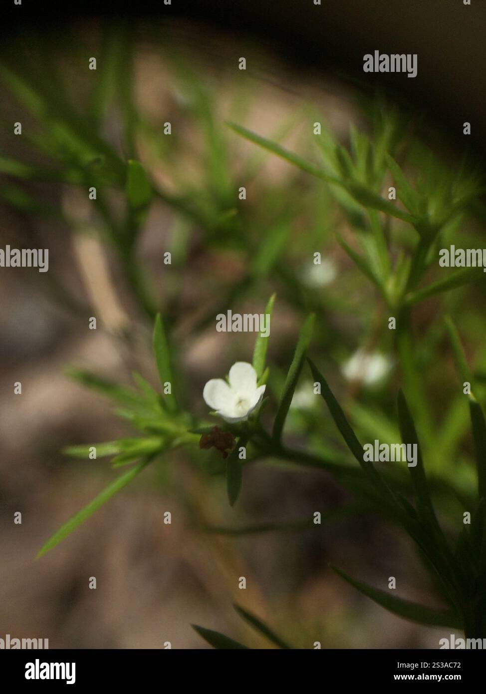 Rust Weed (Polypremum procumbens Stock Photo - Alamy