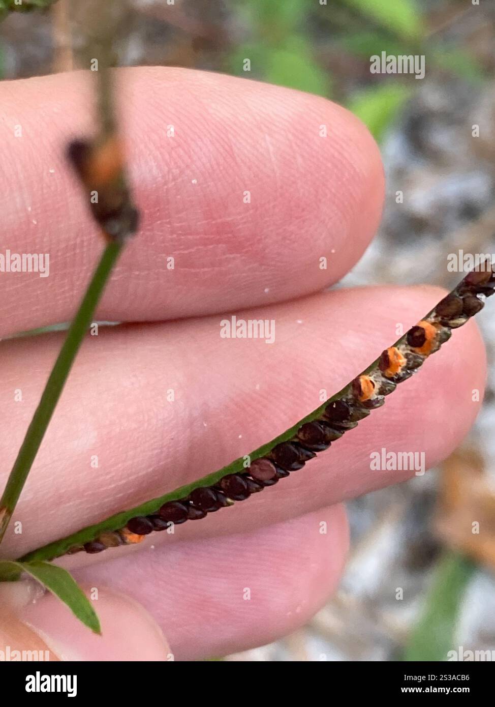 Thin Paspalum (Paspalum setaceum Stock Photo - Alamy