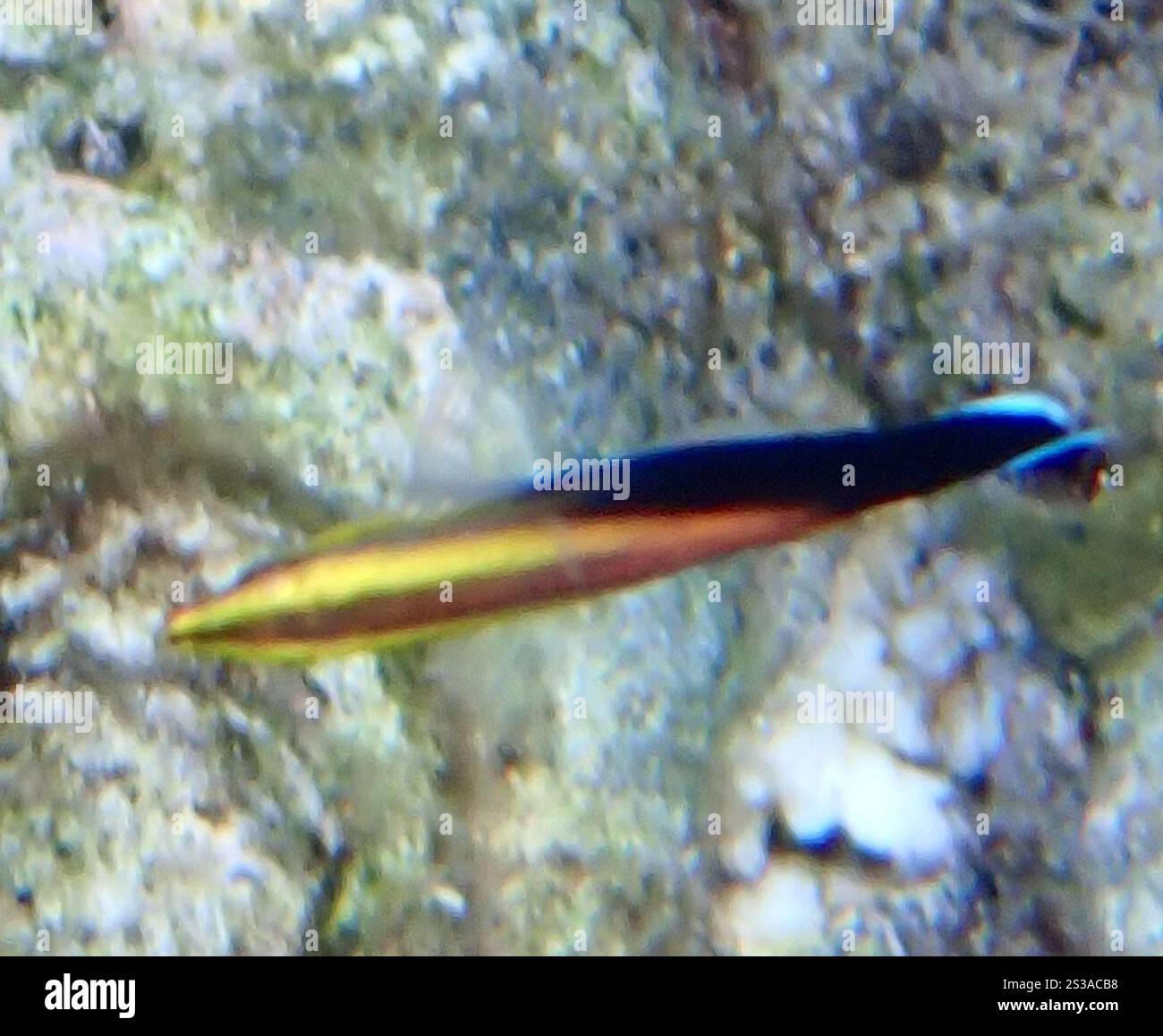 Breastspot Cleanerfish (Labroides pectoralis Stock Photo - Alamy