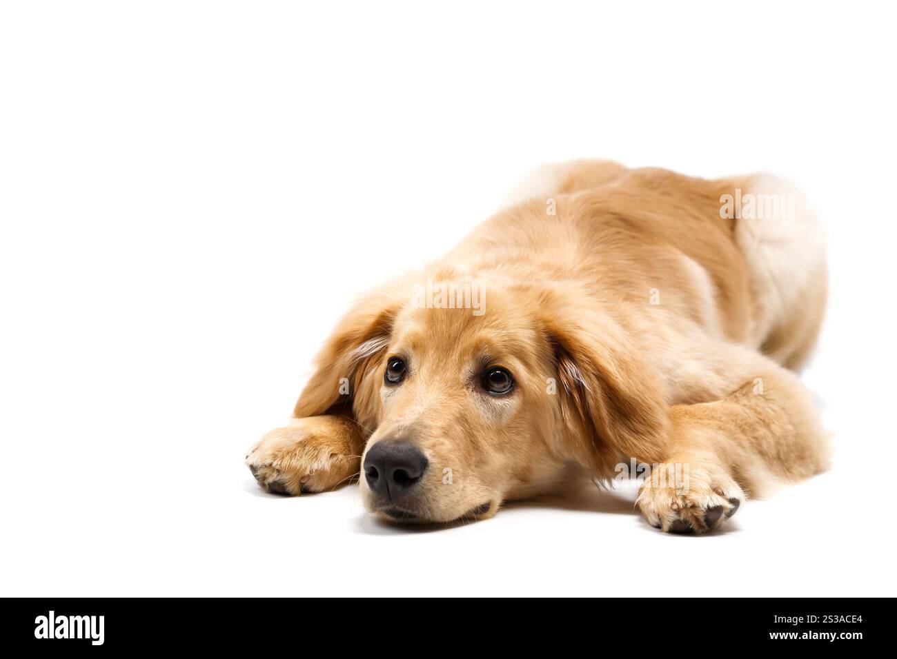 Adorable Golden Retriever Puppy Resting Comfortably with Sweet ...