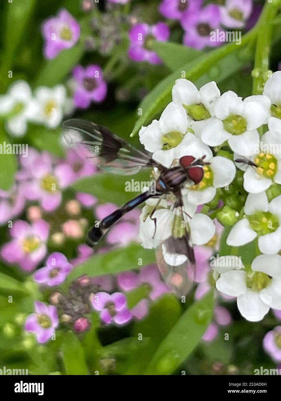 Eastern Band-winged Hover Fly (Hypocritanus fascipennis Stock Photo - Alamy