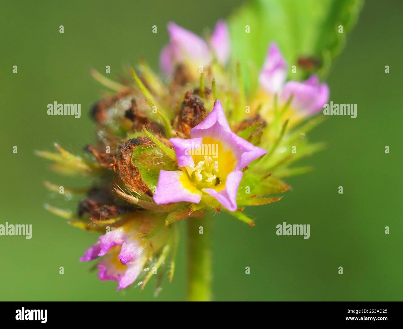 Melochia corchorifolia hi-res stock photography and images - Alamy