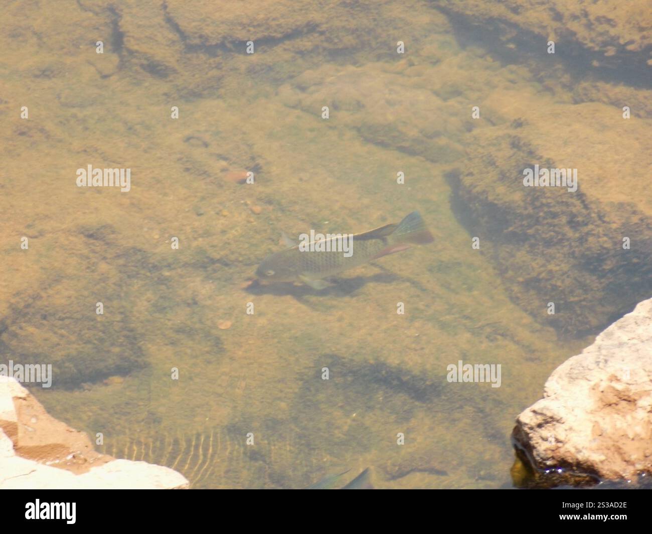 Tilapia rendalli hi-res stock photography and images - Alamy
