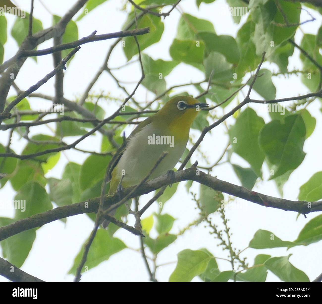 Warbling White-eye (Zosterops japonicus Stock Photo - Alamy