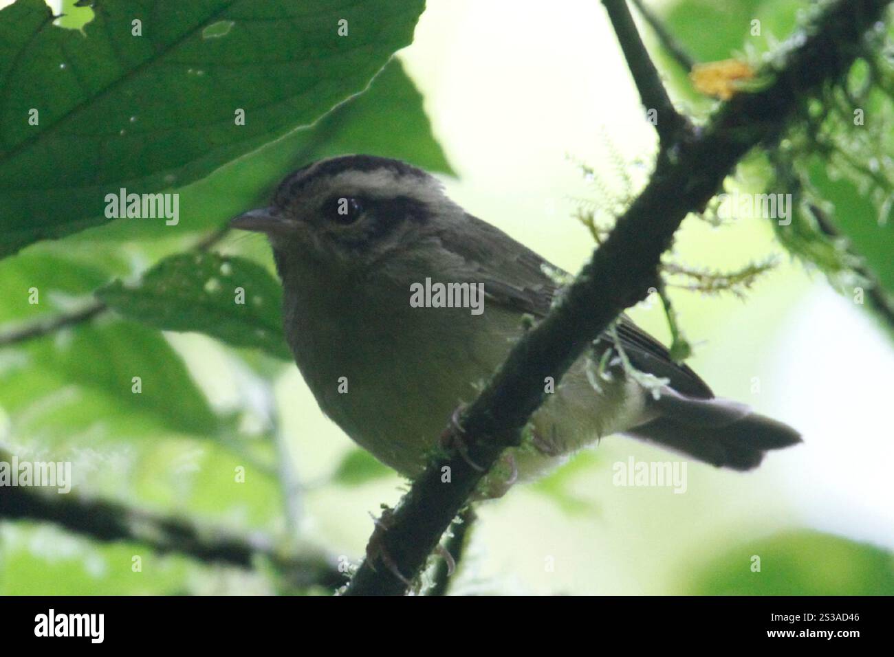 Costa Rican Warbler (Basileuterus melanotis Stock Photo - Alamy