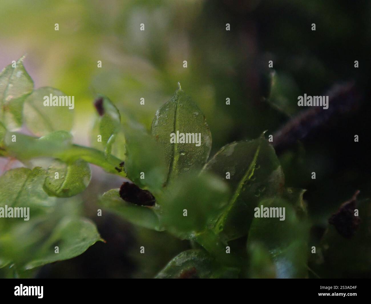 Wavy-leaf Moss (Plagiomnium ciliare Stock Photo - Alamy