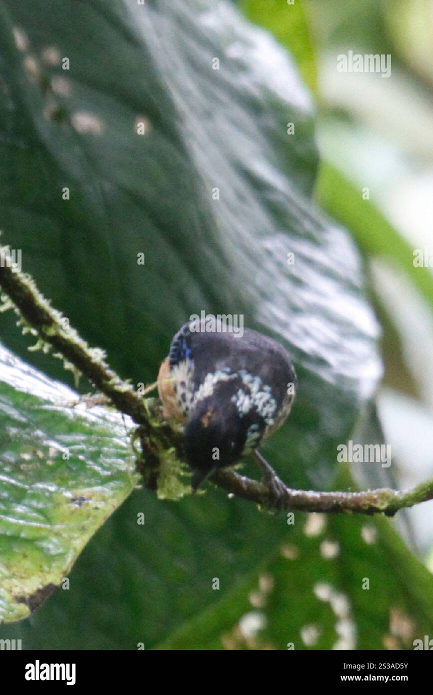 Dowii hi-res stock photography and images - Alamy