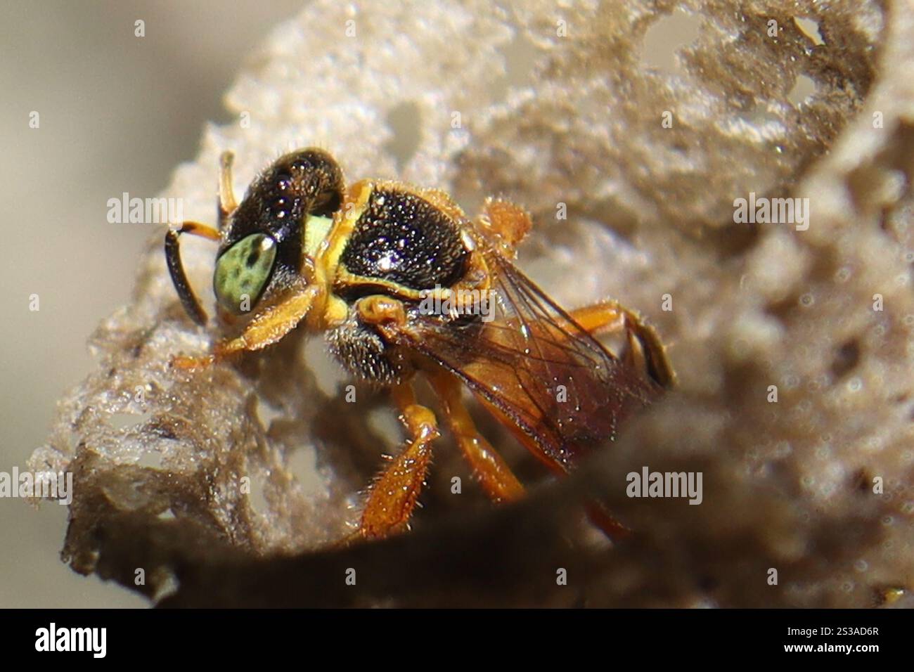Narrow Stingless Bee (Tetragonisca angustula Stock Photo - Alamy
