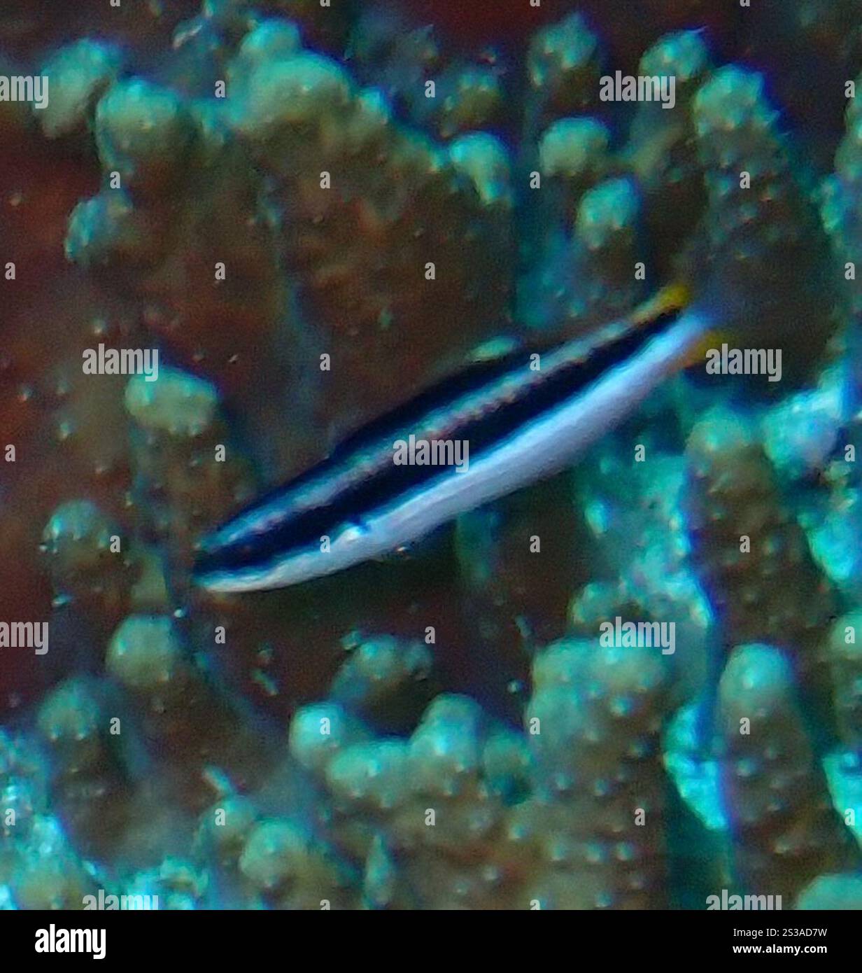 Blue-headed Wrasse (Thalassoma amblycephalum Stock Photo - Alamy