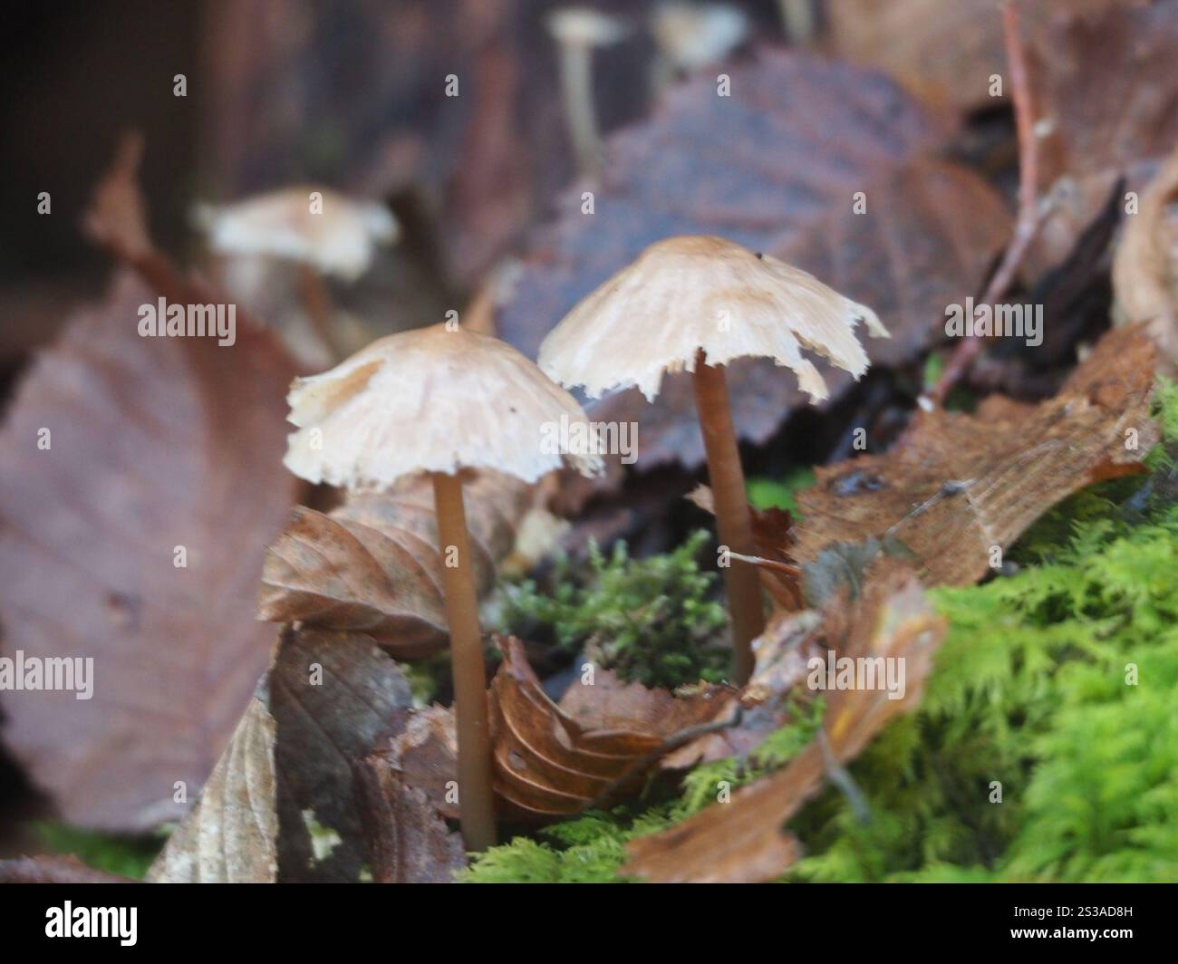 common bonnet (Mycena galericulata Stock Photo - Alamy