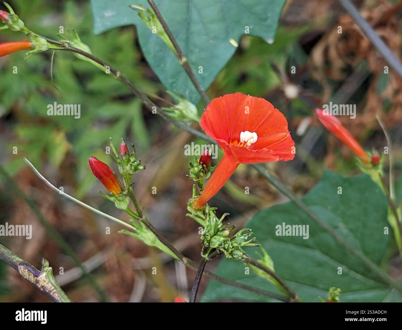 scarlet creeper (Ipomoea hederifolia Stock Photo - Alamy