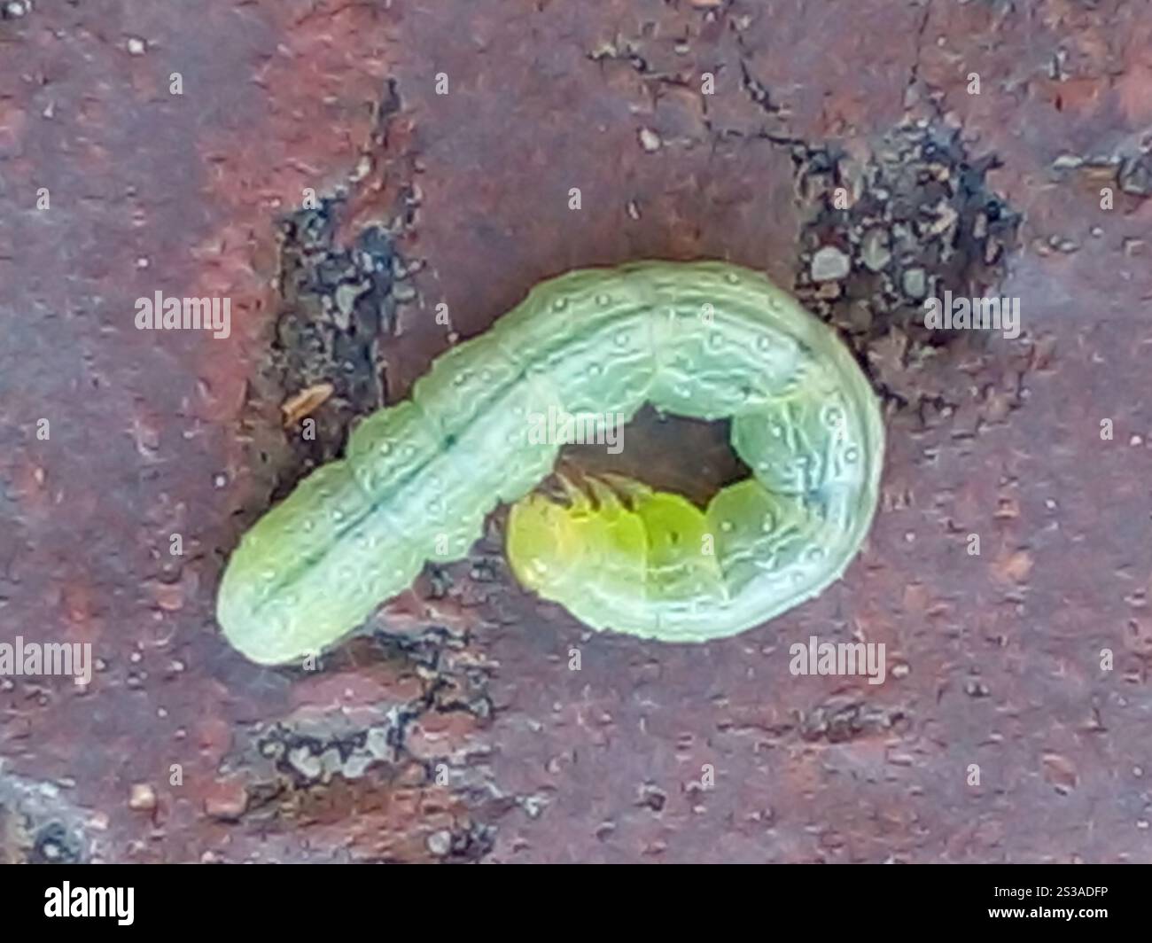 Cotton Bollworm Moth (Helicoverpa armigera Stock Photo - Alamy