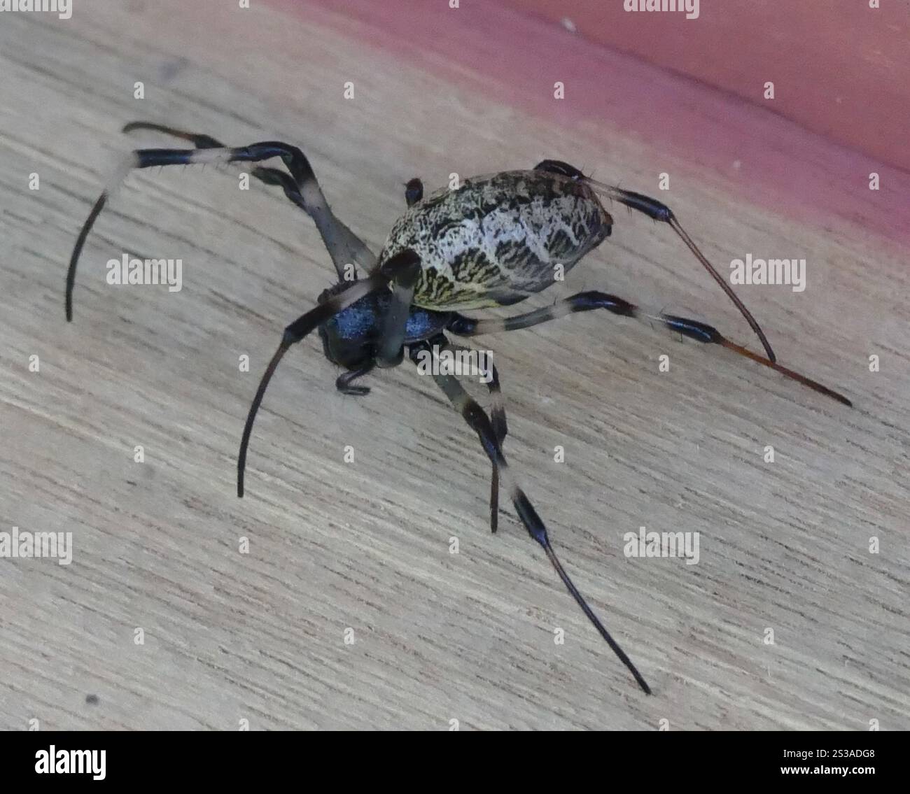 Asian Hermit Spider (Nephilengys malabarensis Stock Photo - Alamy