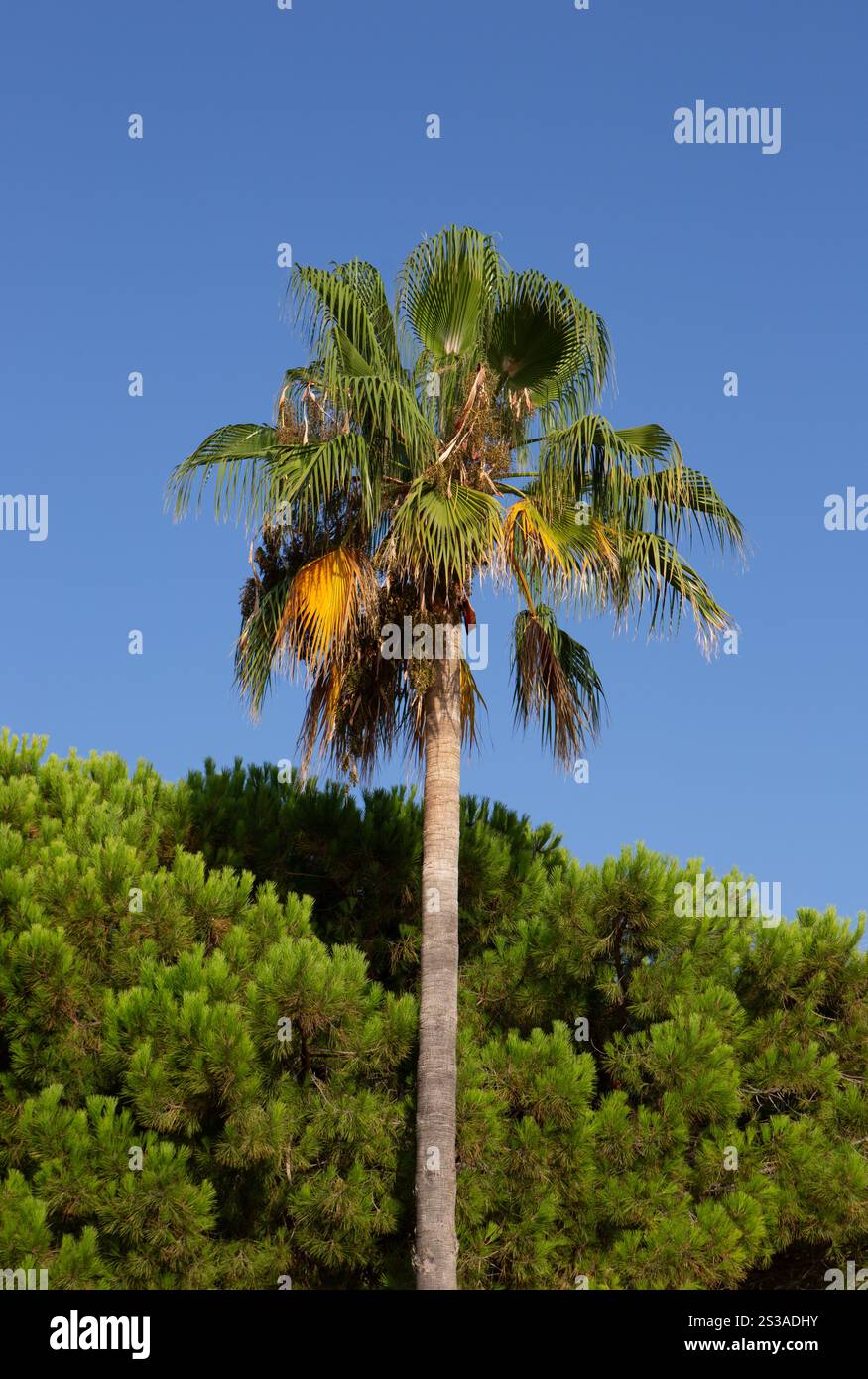 Tropical palm tree in sunlight, nature photography, green vibrant ...
