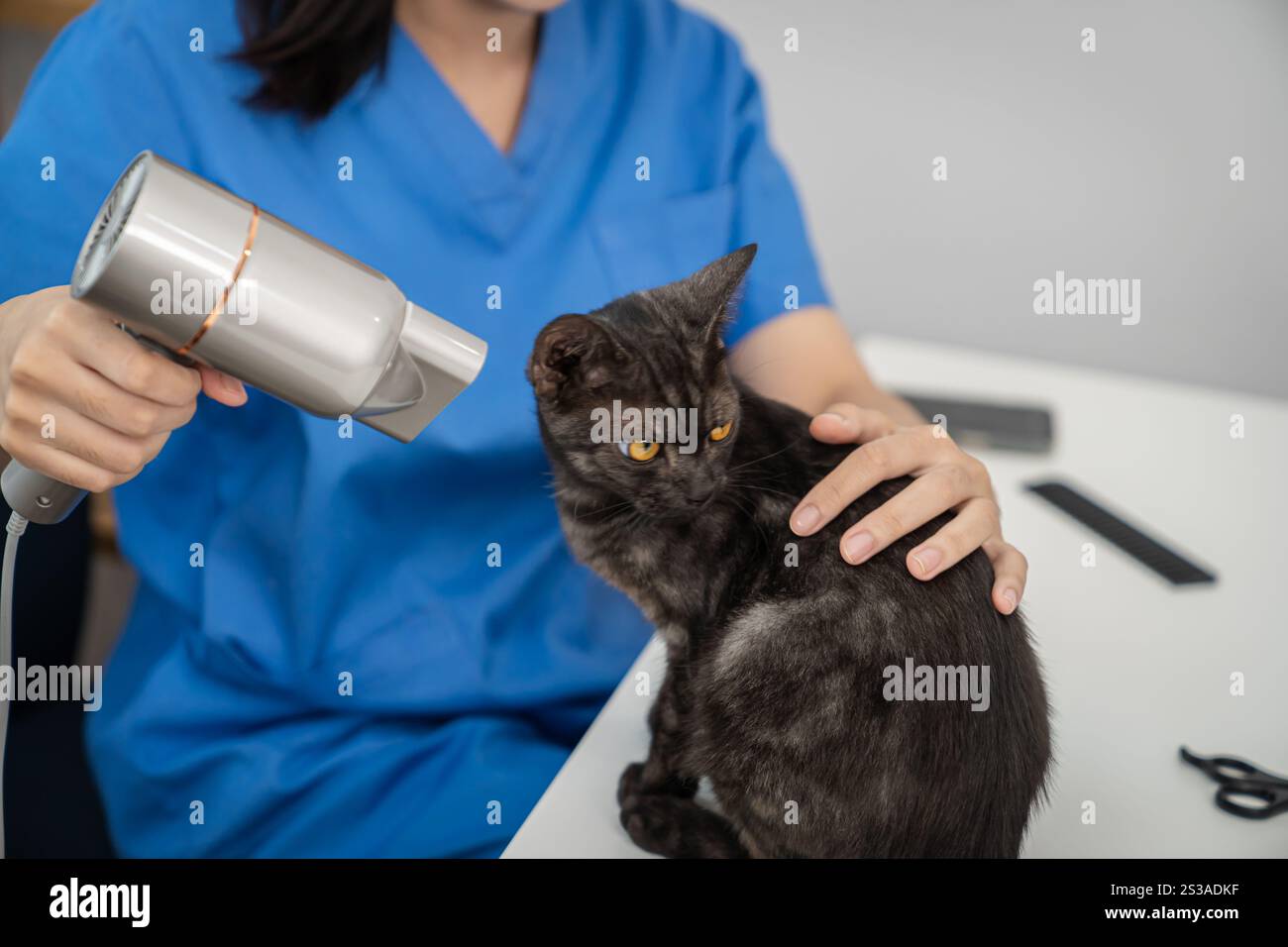 Care for cat. Cat grooming in pet beauty salon vet groomer dries for ...