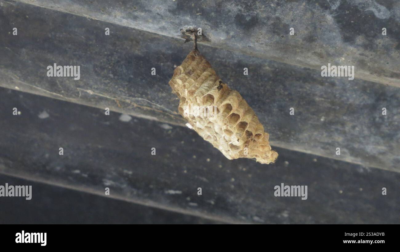Paper Wasps (Polistinae Stock Photo - Alamy
