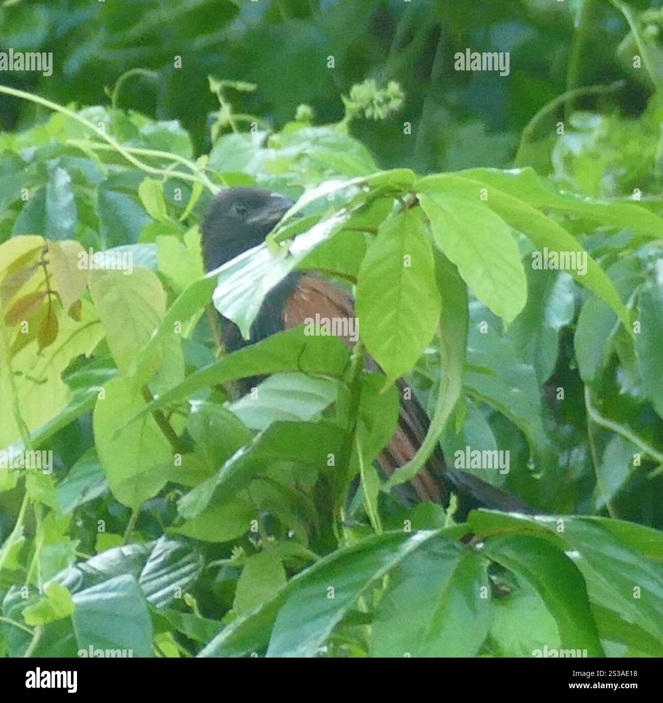 Lesser Coucal (Centropus bengalensis Stock Photo - Alamy