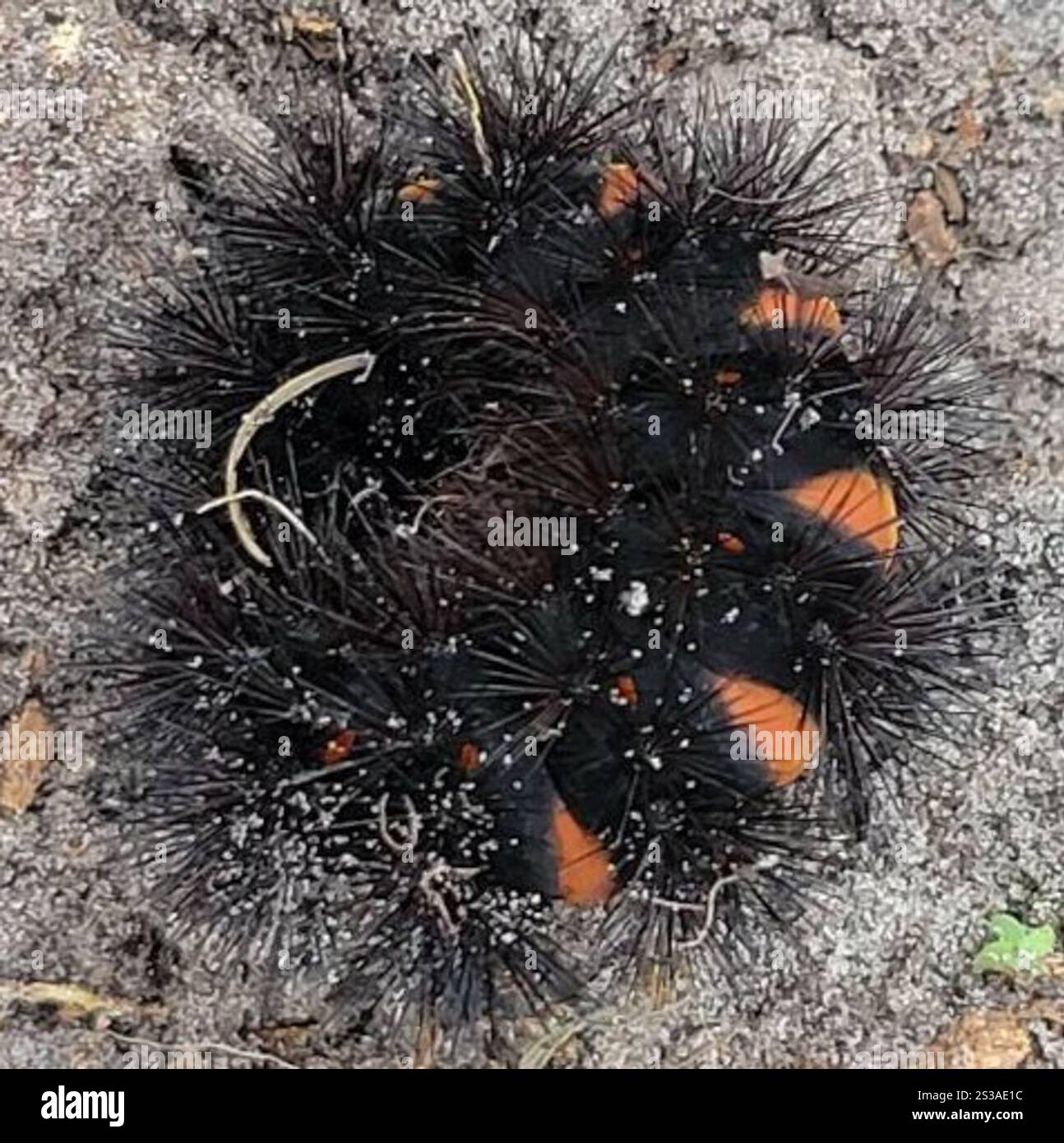 Giant Leopard Moth (Hypercompe scribonia Stock Photo - Alamy