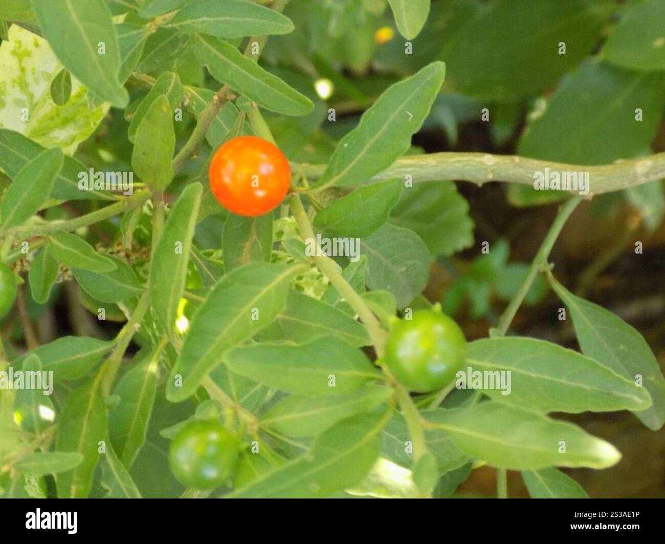 Jerusalem cherry (Solanum pseudocapsicum Stock Photo - Alamy