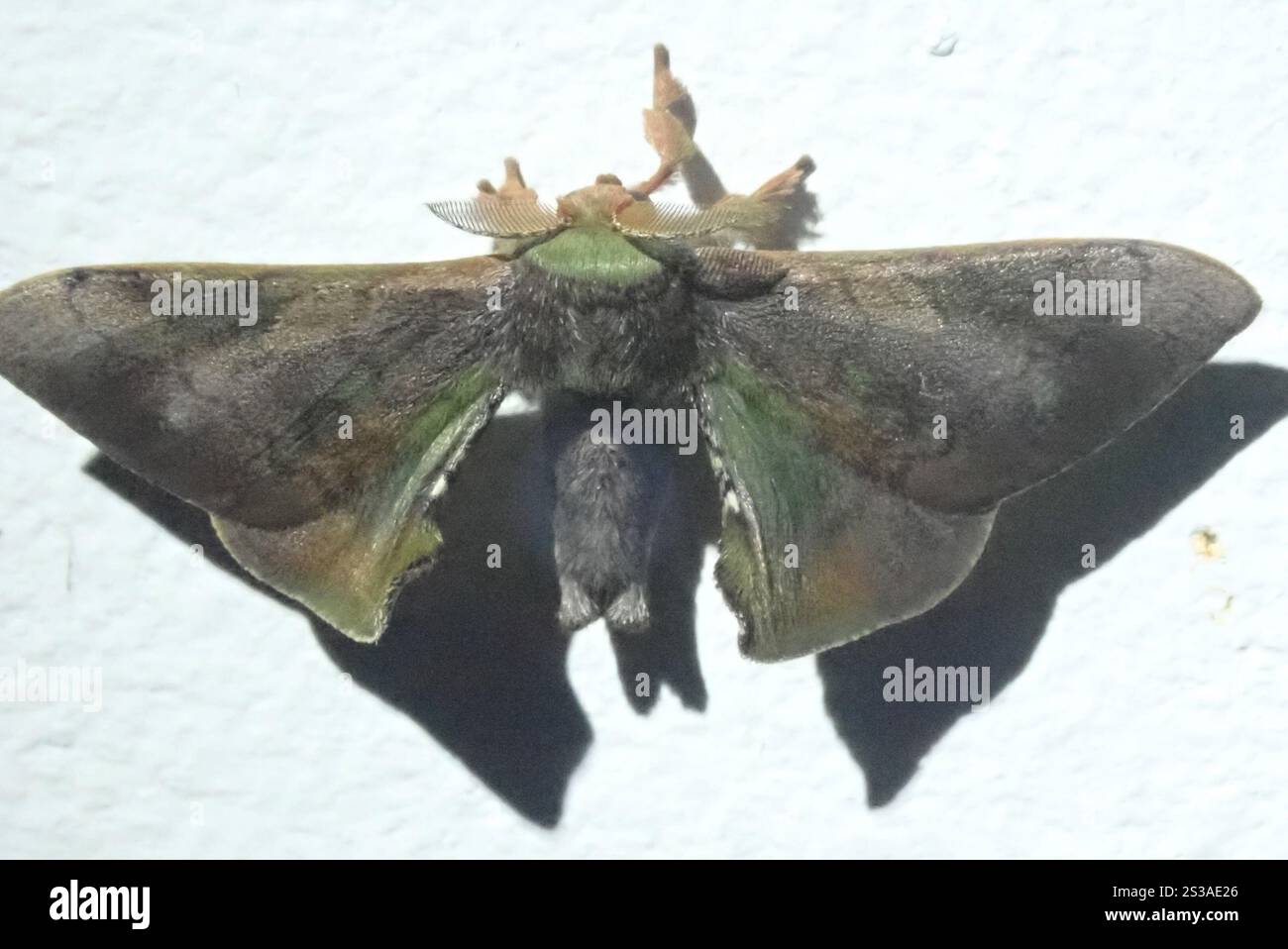 Silkworm Moths (Bombycidae Stock Photo - Alamy