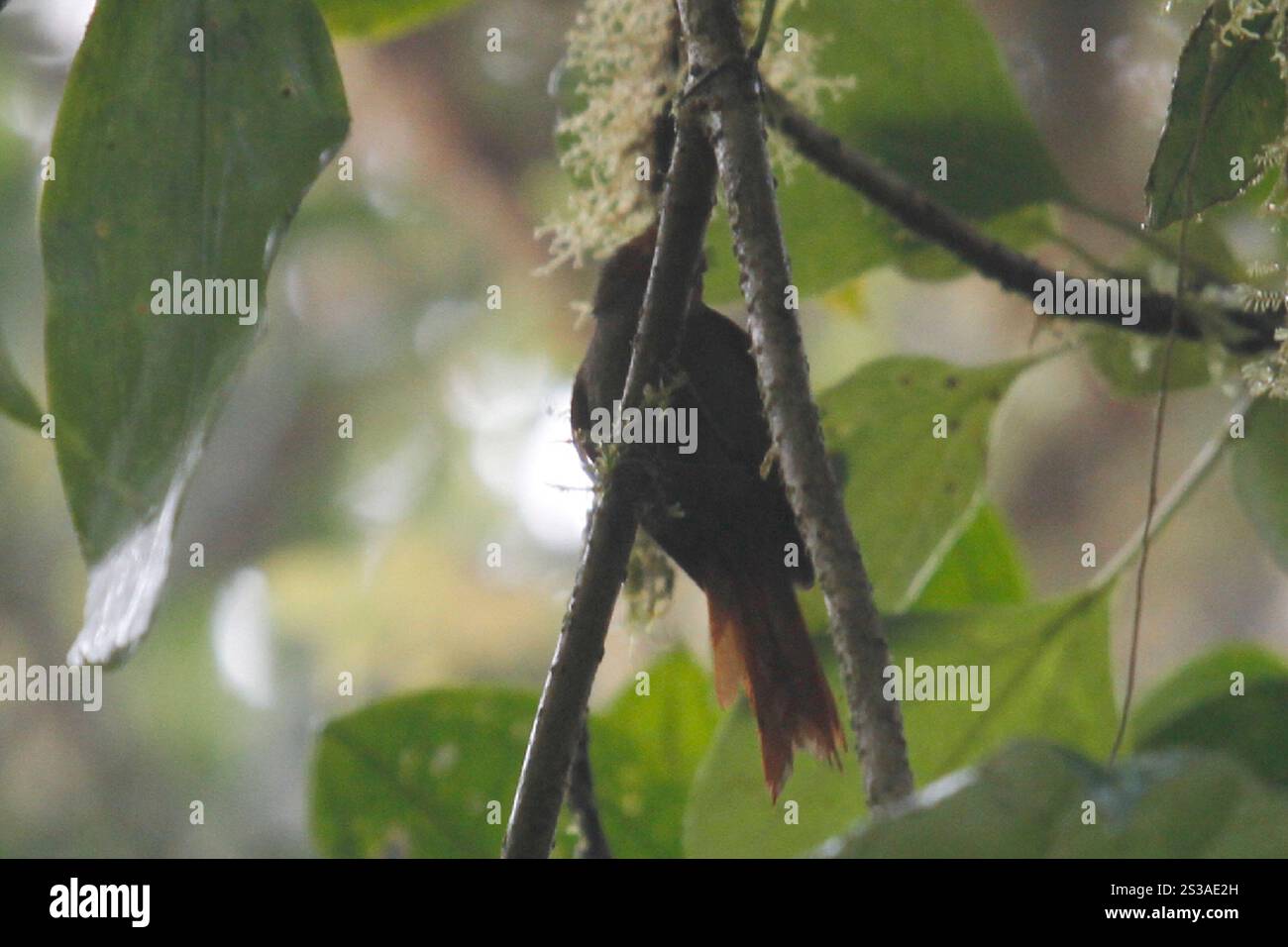 Red-faced Spinetail (Cranioleuca erythrops Stock Photo - Alamy