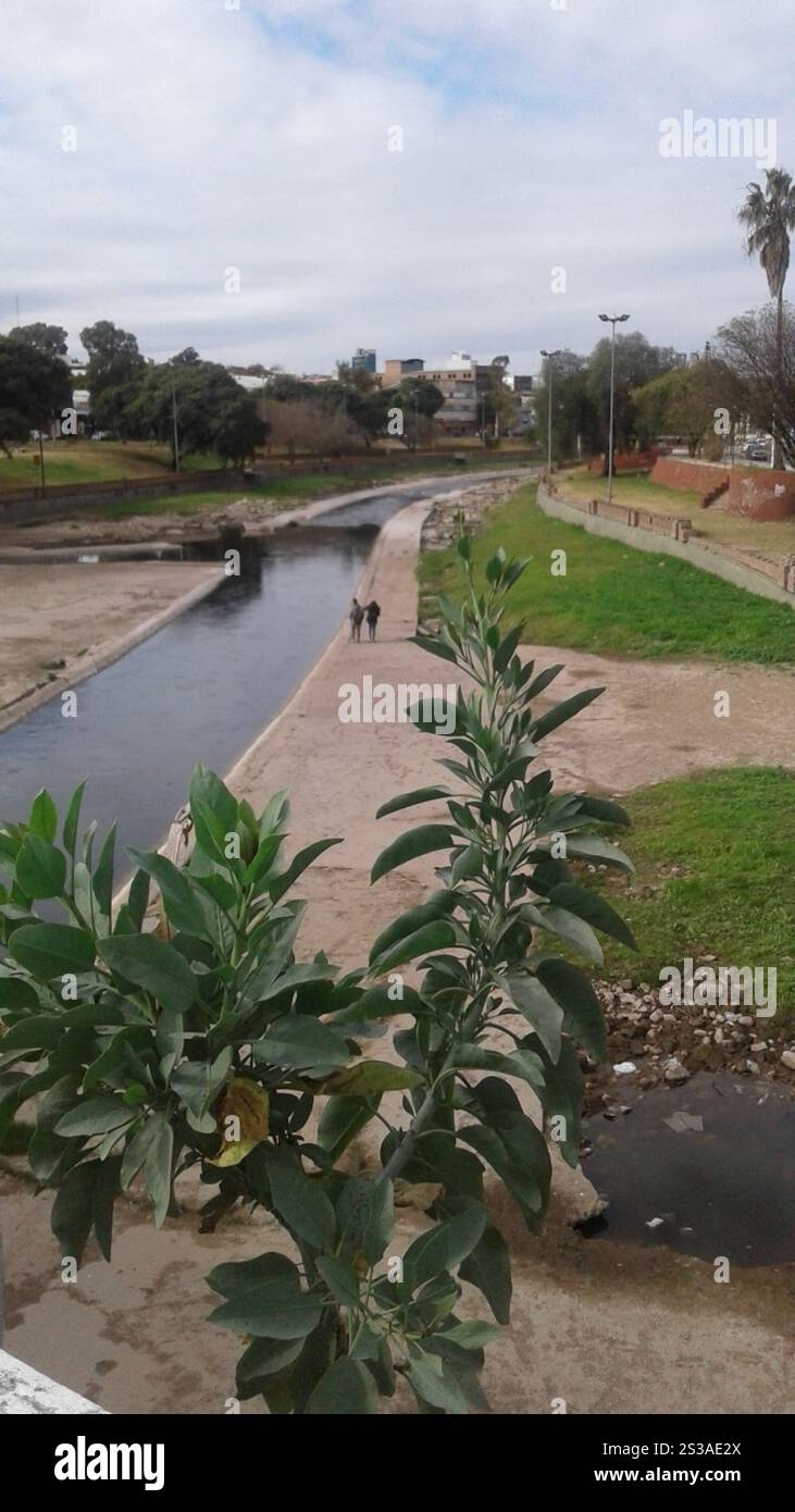 tree tobacco (Nicotiana glauca Stock Photo - Alamy