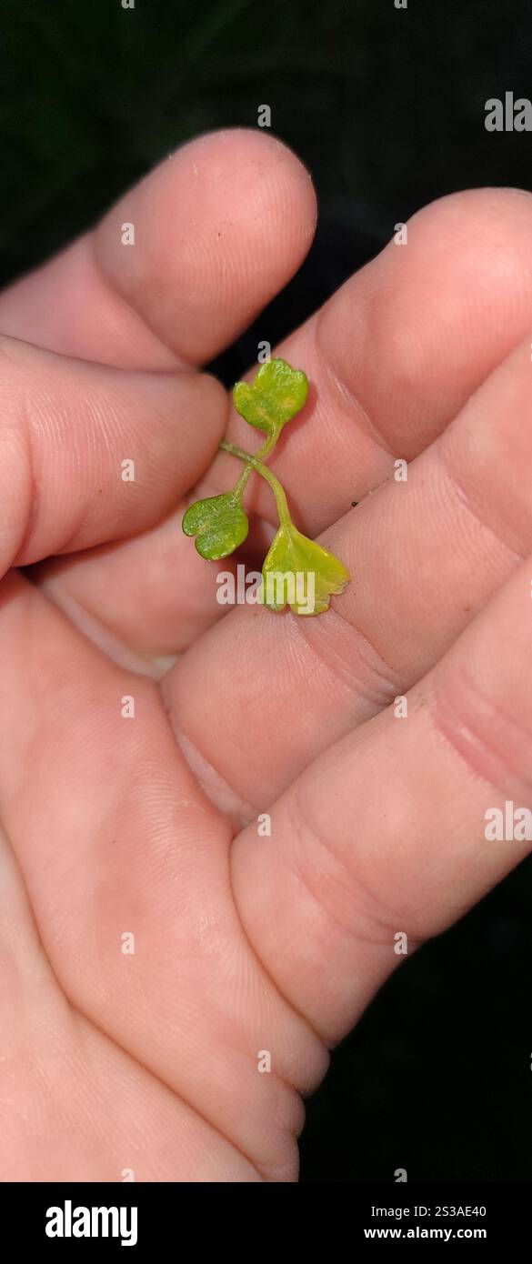 Sea Celery (Apium prostratum Stock Photo - Alamy
