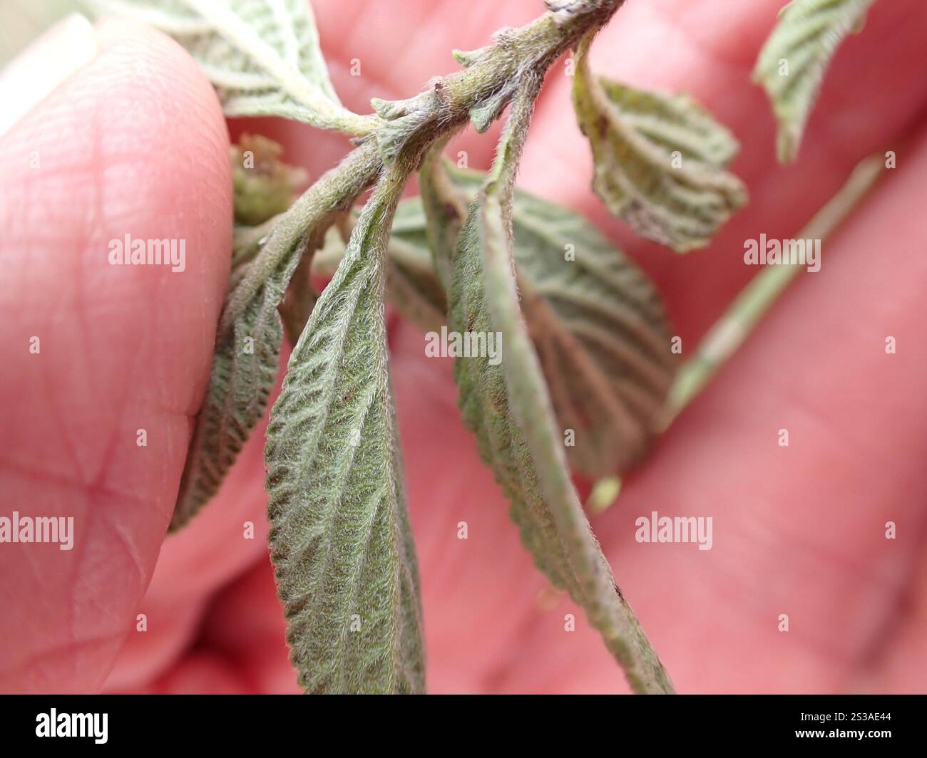 Fever Tea (Lippia javanica Stock Photo - Alamy