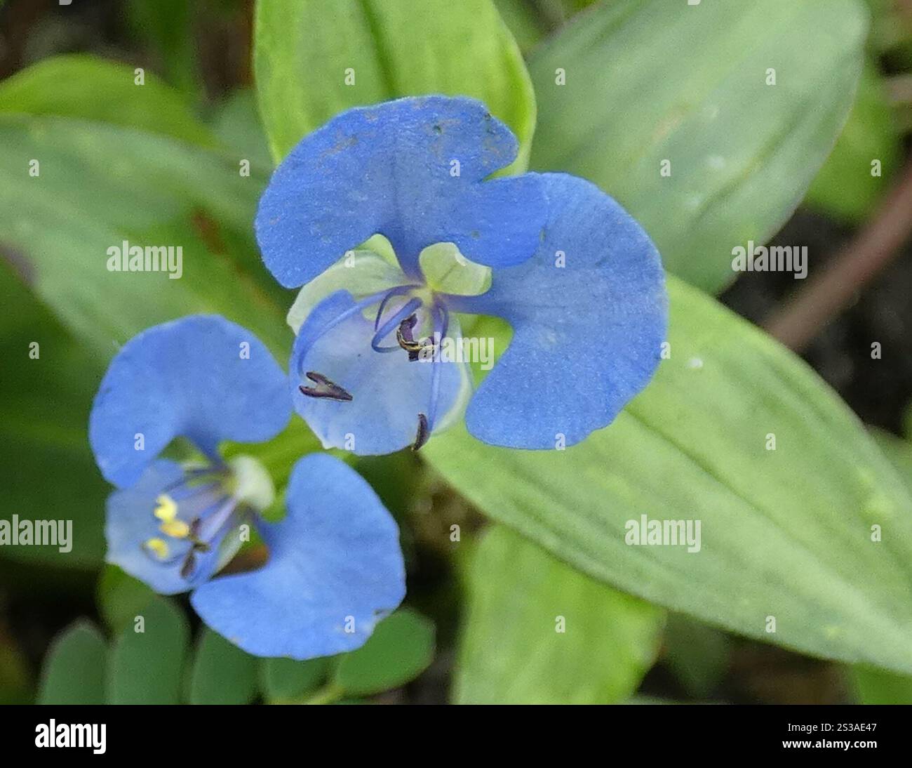 climbing dayflower (Commelina diffusa Stock Photo - Alamy