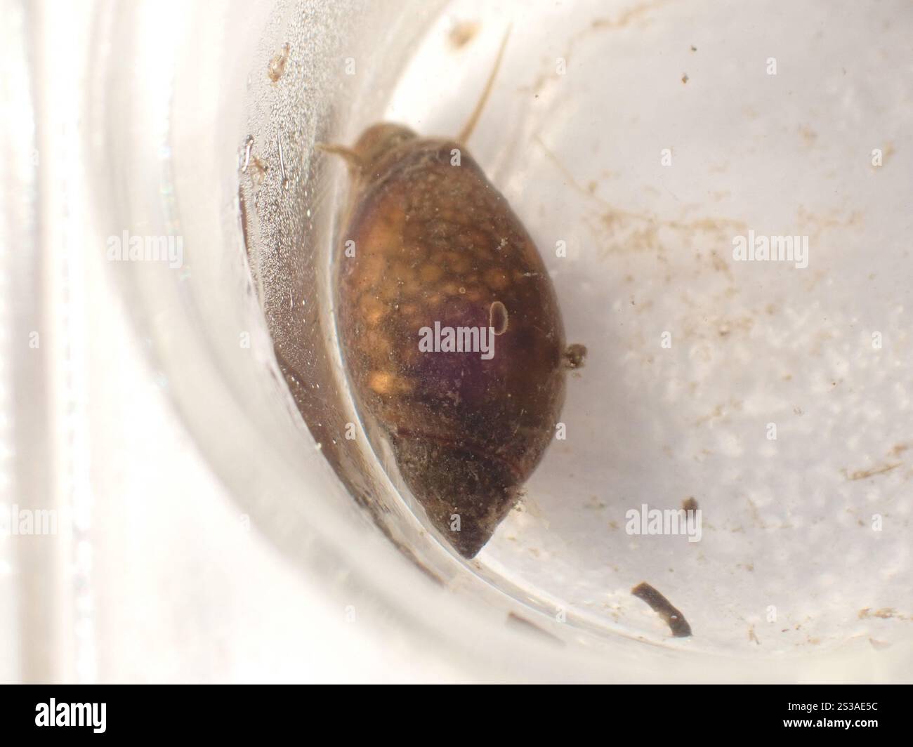Bladder snail hi-res stock photography and images - Alamy
