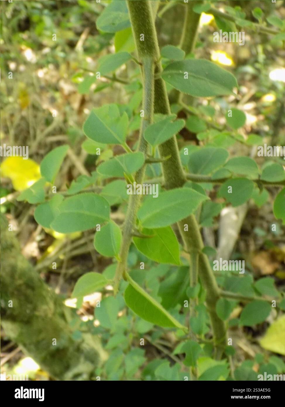 Pisonia aculeata hi-res stock photography and images - Alamy