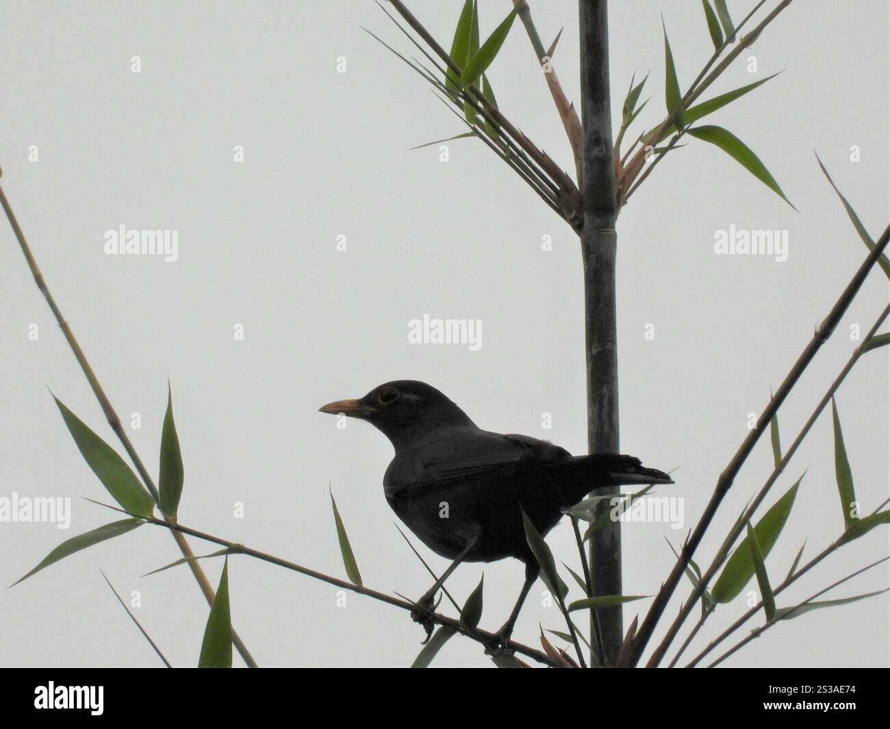 Chinese Blackbird (Turdus mandarinus Stock Photo - Alamy