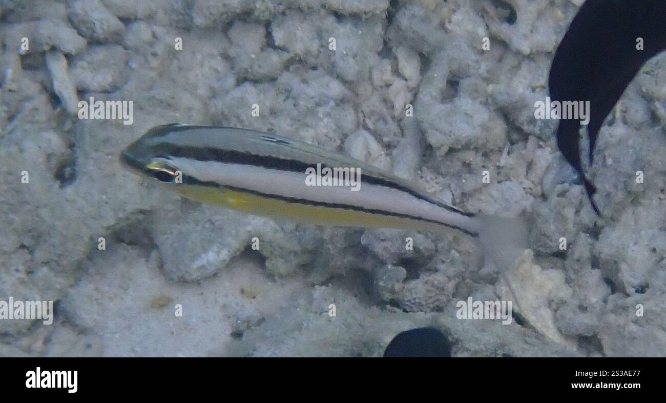 Pearly Monocle Bream (Scolopsis margaritifera Stock Photo - Alamy