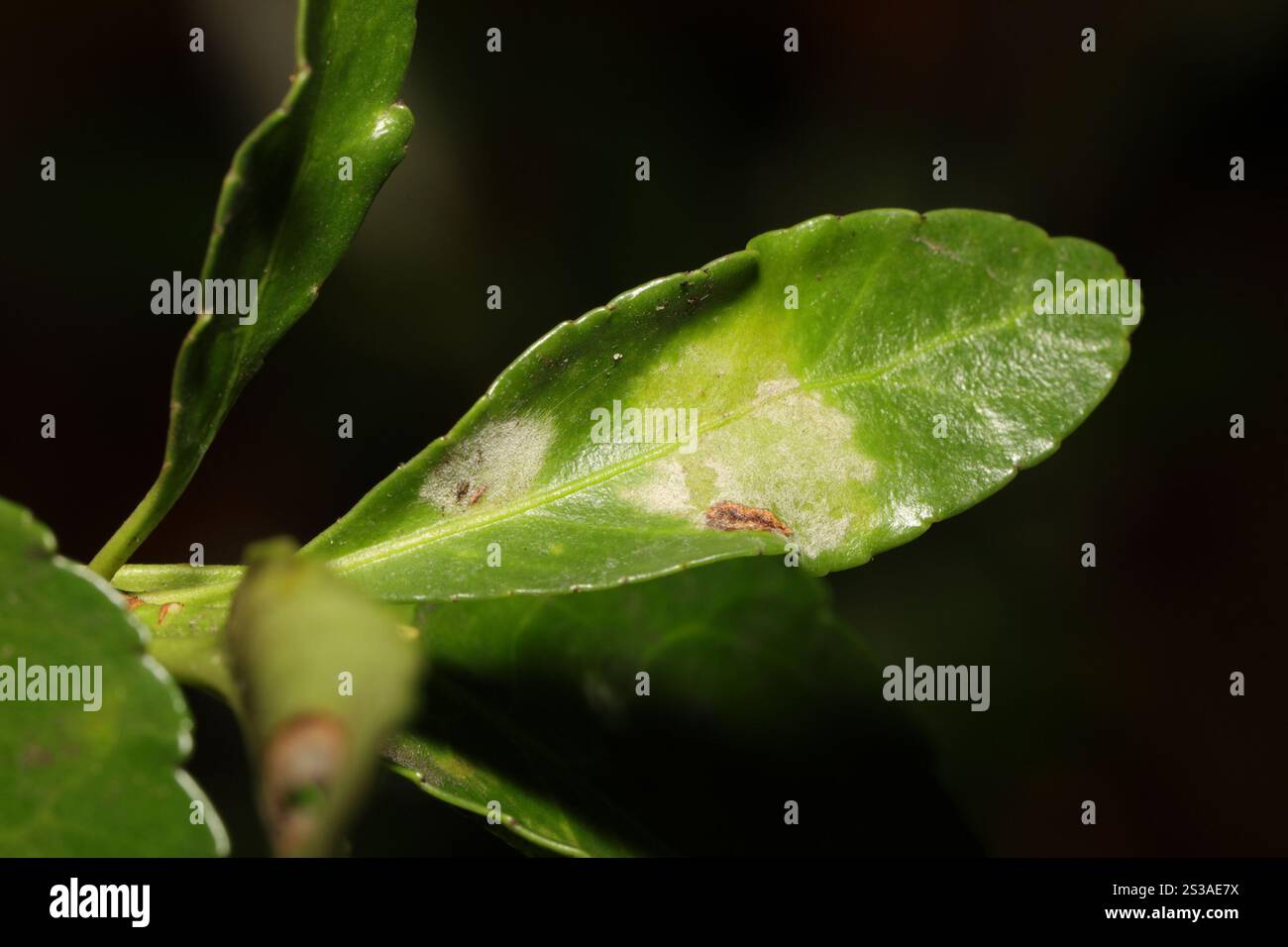 Spindletree powdery mildew (Erysiphe euonymicola Stock Photo - Alamy