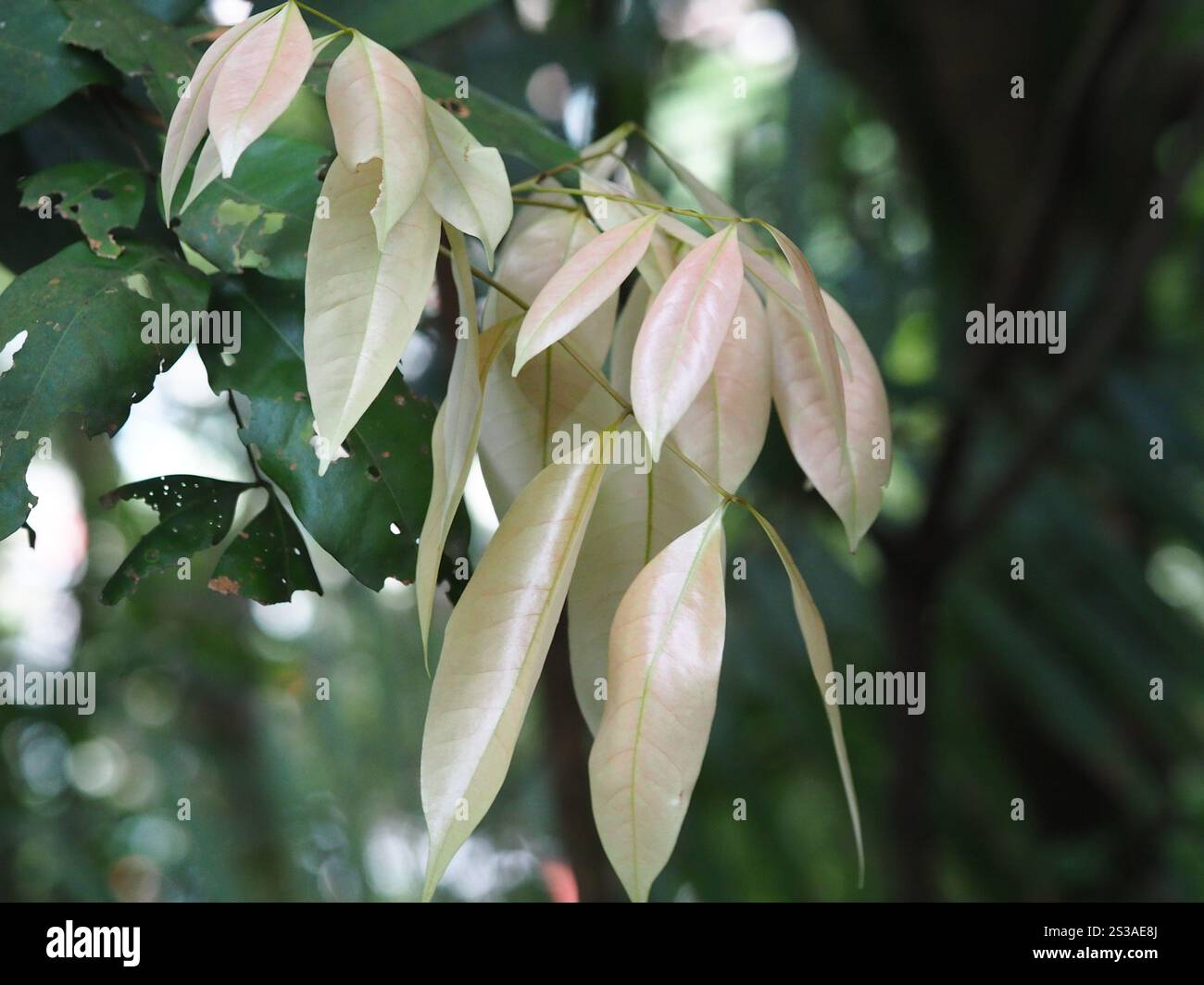Longan (Dimocarpus longan Stock Photo - Alamy