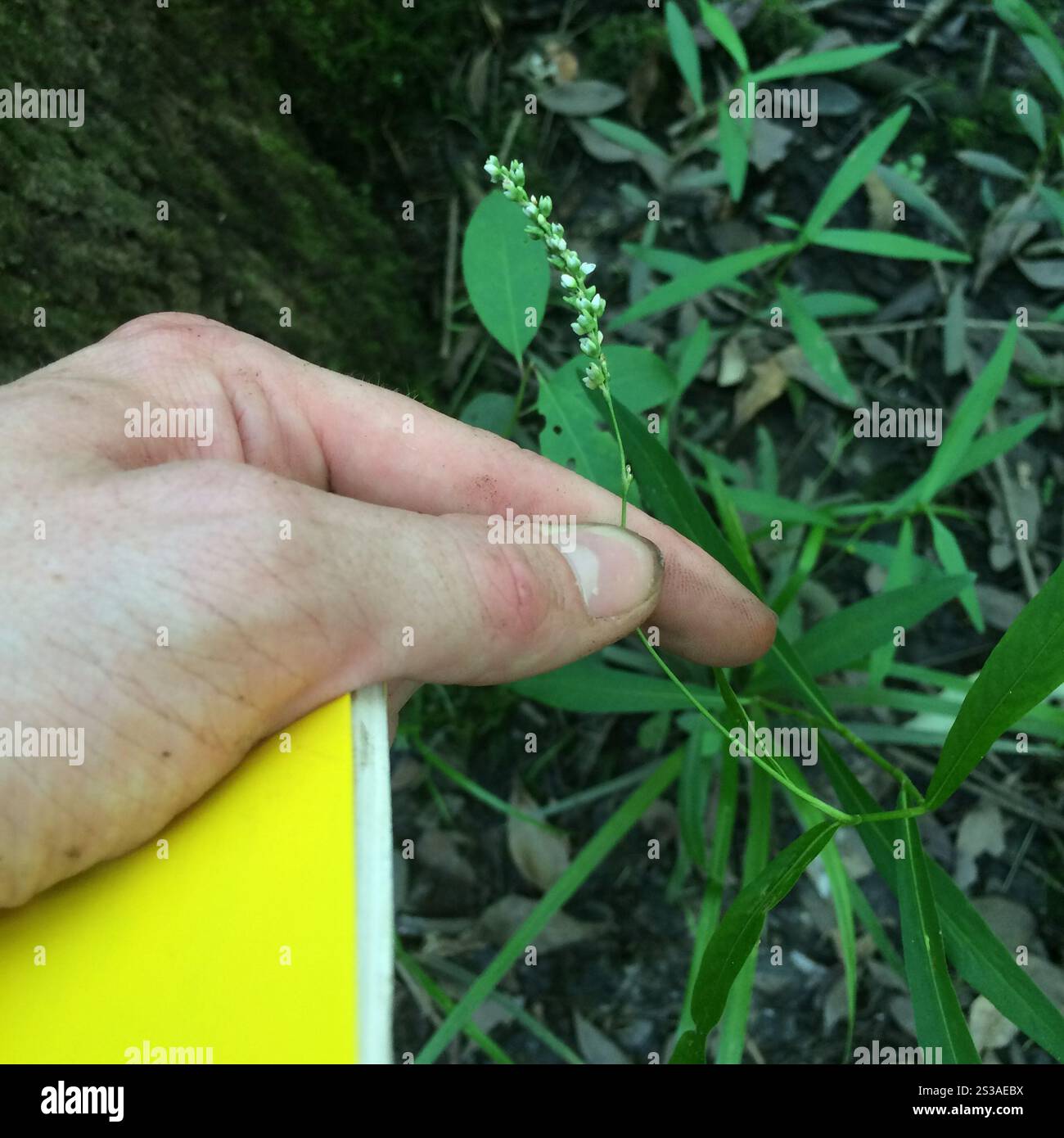 swamp smartweed (Persicaria hydropiperoides Stock Photo - Alamy