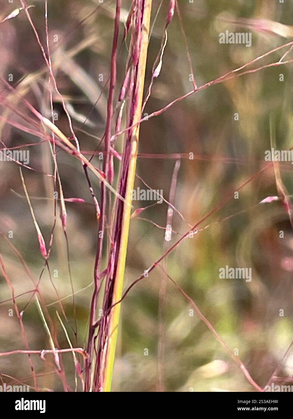 Hairawn Muhly (Muhlenbergia capillaris Stock Photo - Alamy
