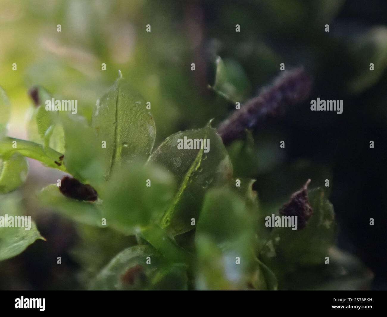 Wavy-leaf Moss (Plagiomnium ciliare Stock Photo - Alamy