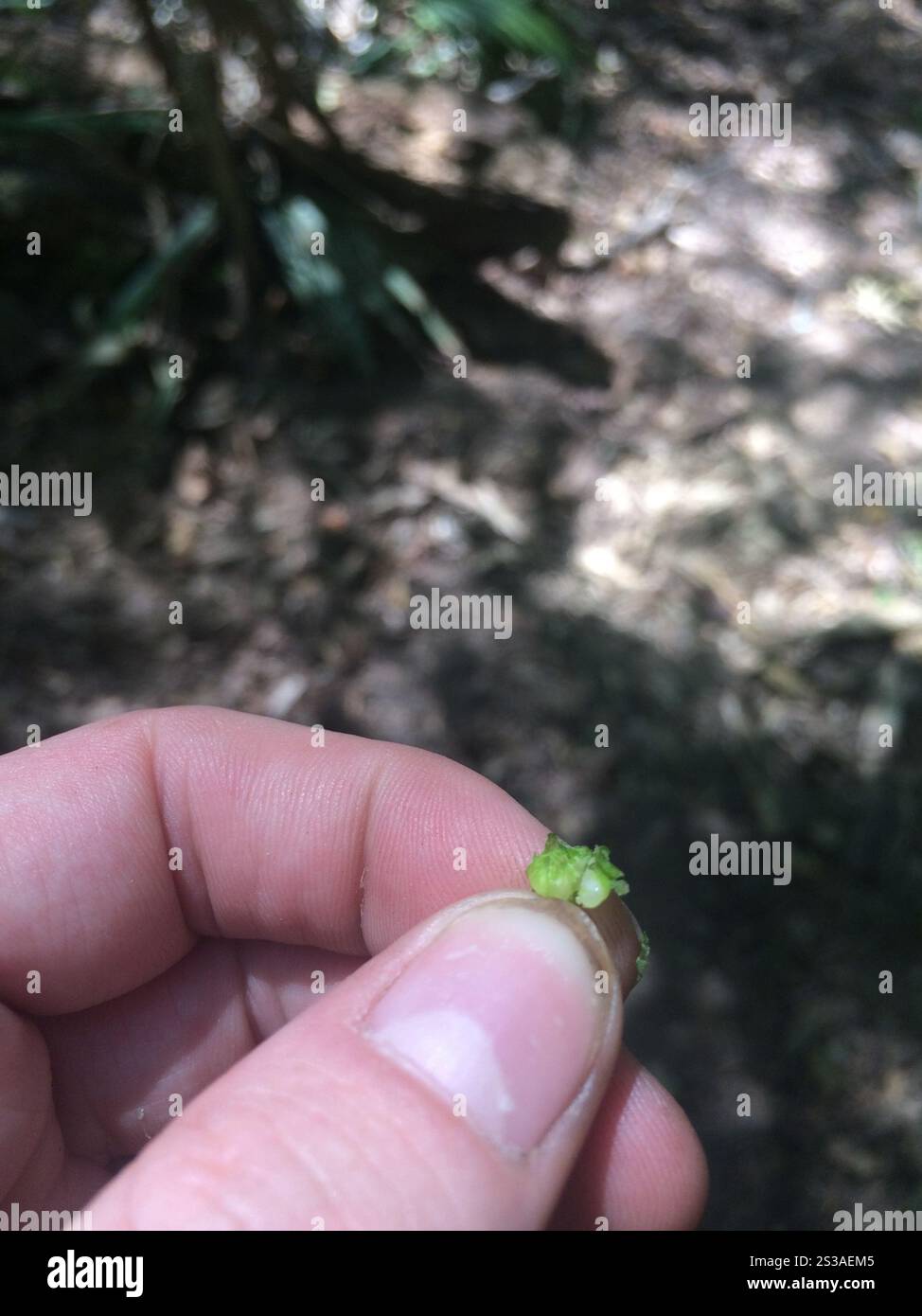 Cuban jute (Sida rhombifolia Stock Photo - Alamy