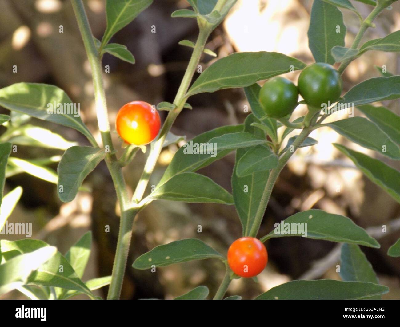 Jerusalem cherry (Solanum pseudocapsicum Stock Photo - Alamy