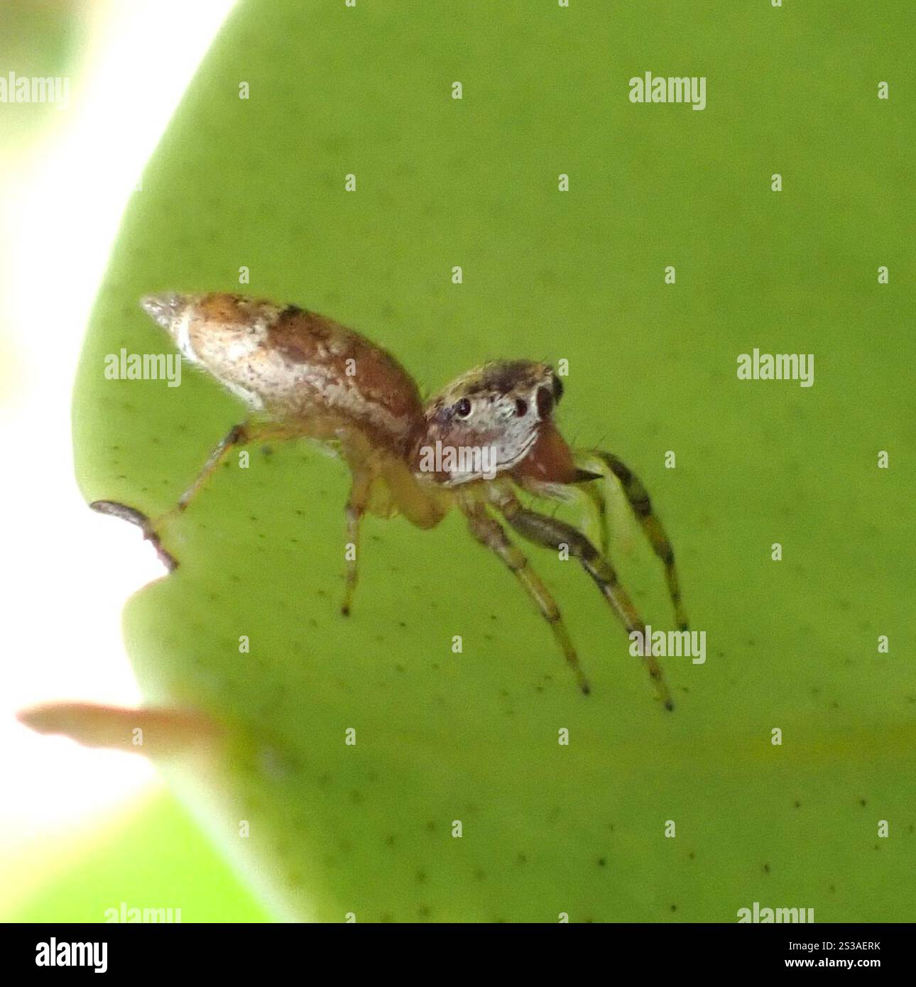 Iridescent Jumping Spiders (Cosmophasis Stock Photo - Alamy