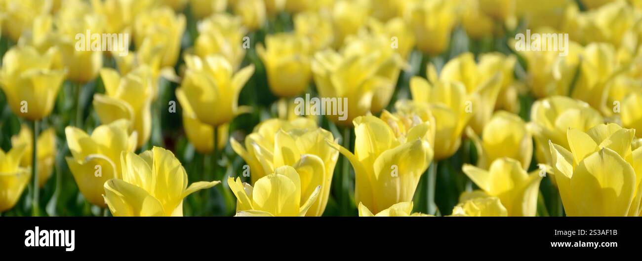 Bright colorful yellow tulip with green stems blossoms in spring time ...