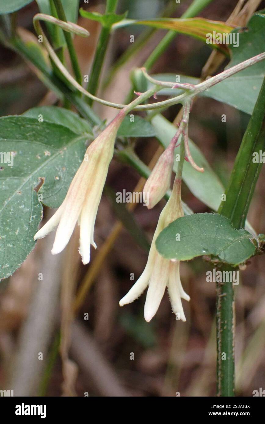 Wild Granadilla (Adenia digitata Stock Photo - Alamy
